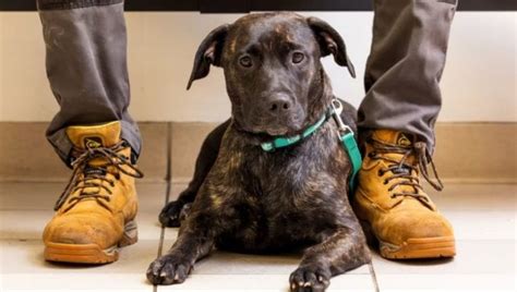 Salvato in extremis Charlie il cane che si è divorato un chilogrammo