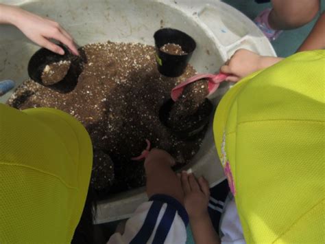 風船かずらの種を植えました お知らせ 学校法人ワタナベ学園 越谷保育専門学校附属 吉川幼稚園