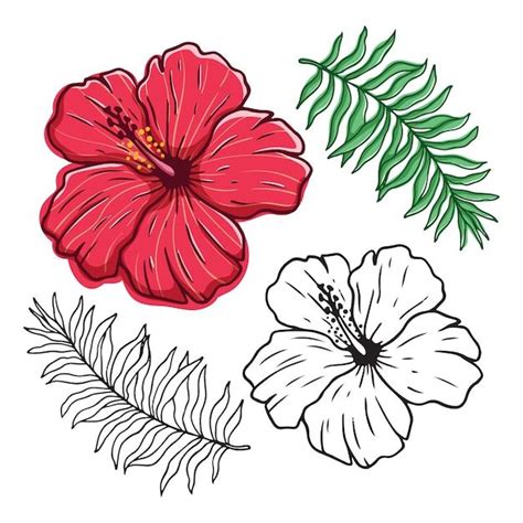 Conjunto de flores e folhas de hibisco desenho colorido à mão
