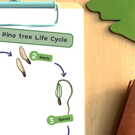 Pine Tree Life Cycle Educational Tree Printable Etsy