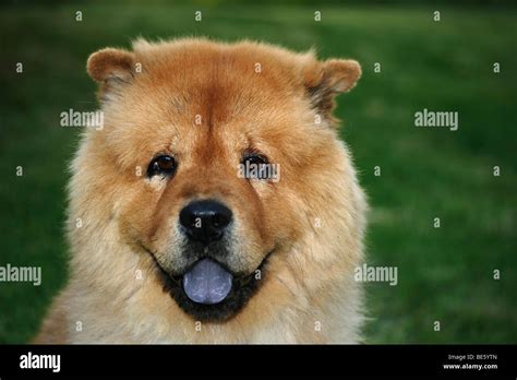 79 Chow Chow Blue Tongue L2sanpiero