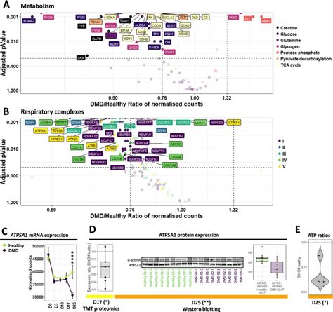 Illustration Of The Metabolic And Mitochondrial Phenotypes In Duchenne Download Scientific