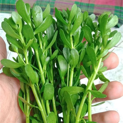 Jual Bacopa Monnieri Tanaman Aquascape Shopee Indonesia