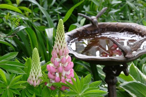 Mosquito Source Reduction Northwest Exterminating