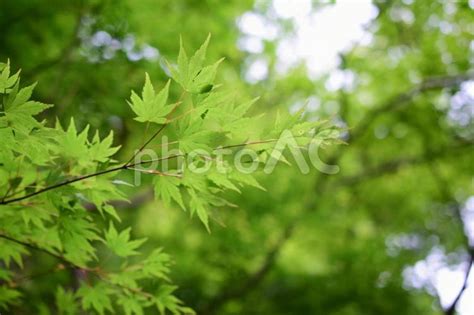 若楓 No 2553508写真素材なら写真AC無料フリーダウンロードOK