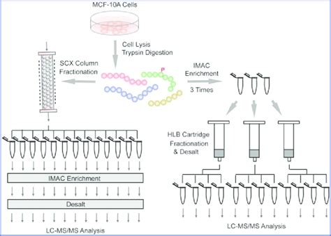 Workflow Of Scx Imac And Multi Imac Hlb Methods Download Scientific