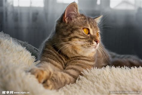 猫摄影图家禽家畜生物世界摄影图库昵图网
