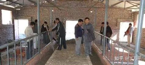 养牛想赚钱就别犯这5个错误个个致命江西吉安改良鲁西黄牛牛犊300斤左右的价格低 知乎
