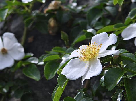 テリハノイバラ照葉野薔薇 無名子のよしなしごと