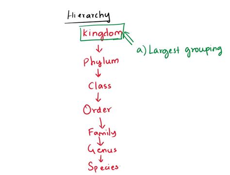 solved 2 1 according to the hierarchy of classification which grouping will have the a