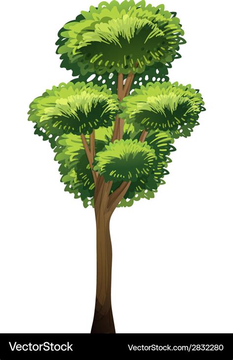 A Tall Tree Royalty Free Vector Image Vectorstock