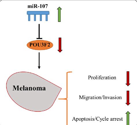 Schematic Diagram Of Proposed Mechanism MiR 107 Expression May