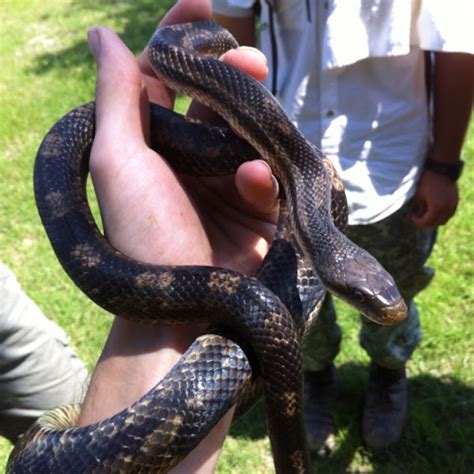Black Rat Snake Project Noah