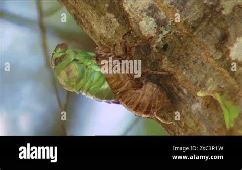 Insects Mating Stock Videos And Footage Hd And 4k Video Clips Alamy