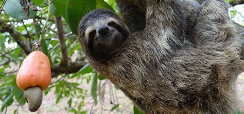 What Is A Sloth Slothville