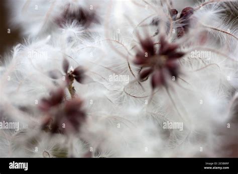 Nature Concept High Resolution Macro Of Cotton Grass Eriophorum