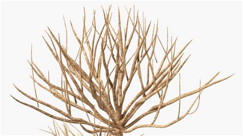 Bare Bonsai Tree In Pot Fur D Model Max Free D