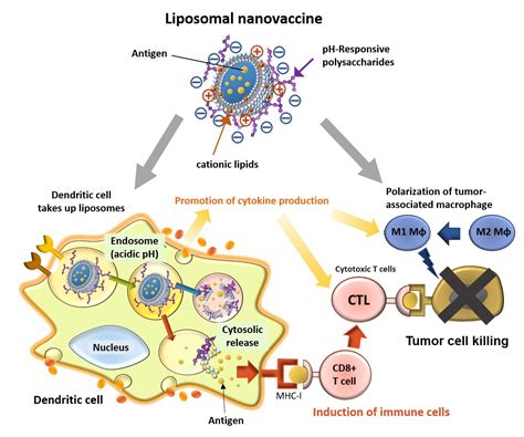 Efficient Nanovaccine Delivery System Boosts Cellular Immunity