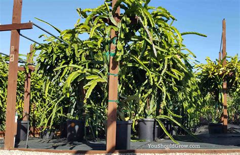 How To Grow Dragon Fruit At Home You Should Grow