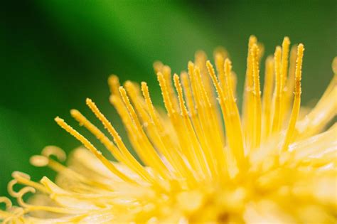 Dandelion Yellow Flower Free Photo On Pixabay Pixabay