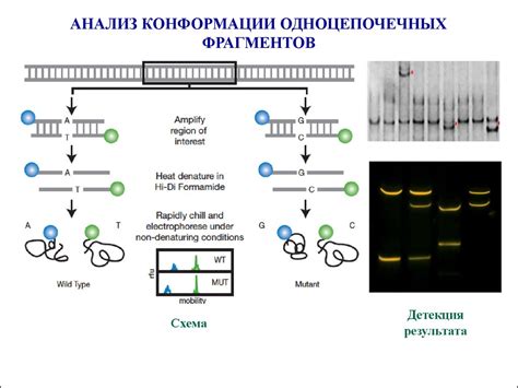 Идентификация мутаций в генах ответственных за заболевания человека