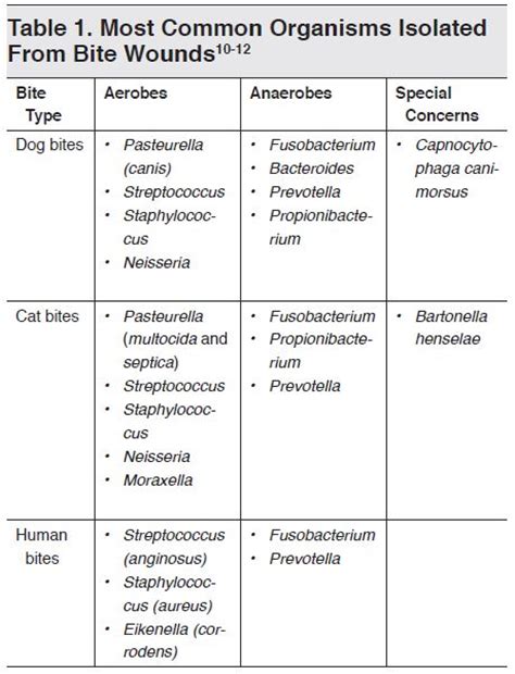 What Is Best Antibiotic For Dog Bite