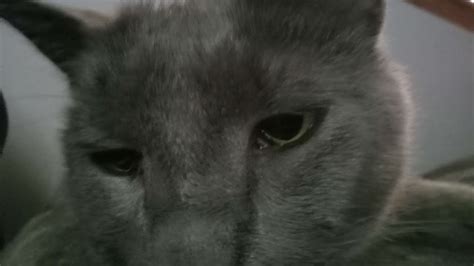 :catrizz: - YouTube