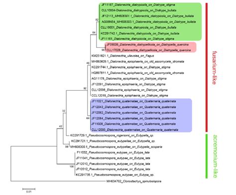 Maximum Likelihood Phylogeny Lnl 182622624 Of Dialonectria Spp