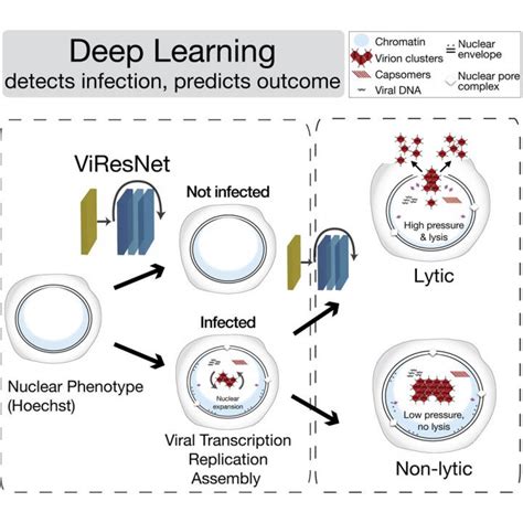 Microscopy Deep Learning Predicts Viral Infections