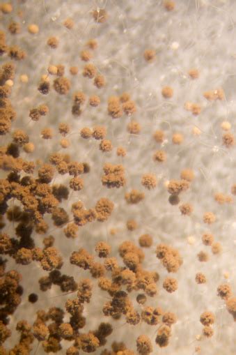 페 트리 접시 현미경 미생물학 교육 실험실에 대 한 아래에 Asperillus 니제르 Stem 주제에 대한 스톡 사진 및 기타