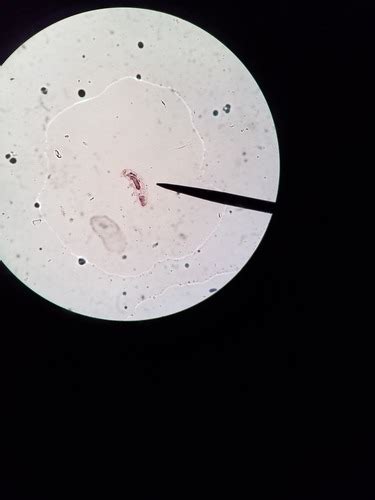 BISC 163 Lab 10 Flashcards Quizlet