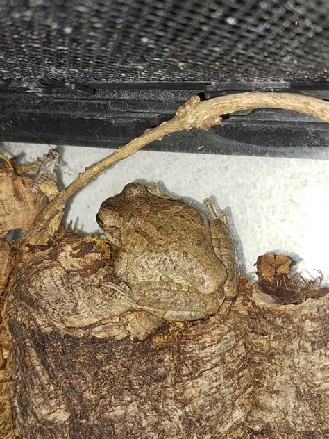 Noticed A Weird Lump On My Ctf More In Comments Rfrogs