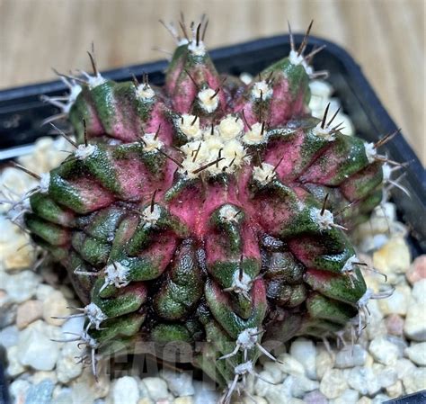 SHPR17495 Gymnocalycium mihanovichii T rex hybrid Кактус онлайн