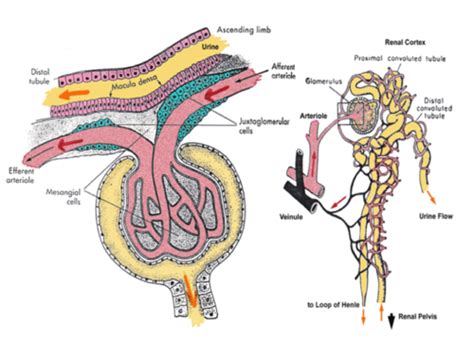 23 Ace Inhibitors And Angiotensin Receptor Blockers Flashcards Quizlet