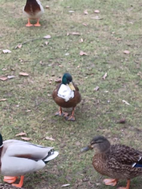 Inverted Duck Rreallifeshinies