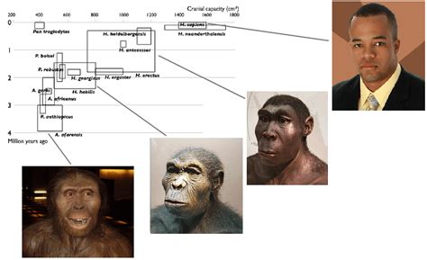 Show Me The Missing Link Here They Are R Atheism