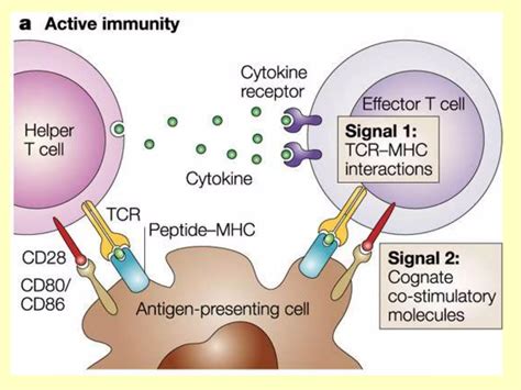 Immunological Tolerance Pptx