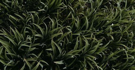 녹색 잔디 · 무료 스톡 사진