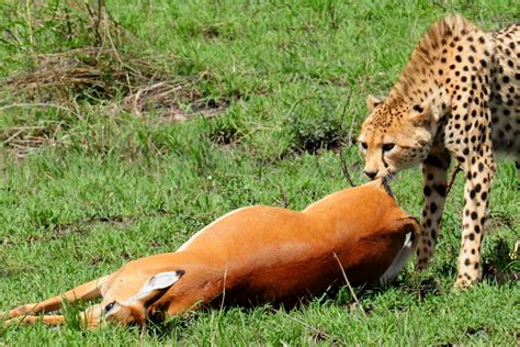 What Do Cheetahs Eat