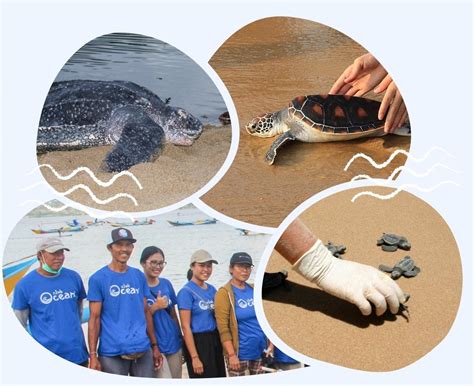 Turtle Tracking Bracelet Clubocean