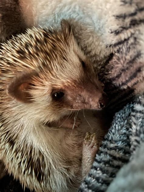 The Cuddlewaking Up Process Poop Boots Rhedgehog