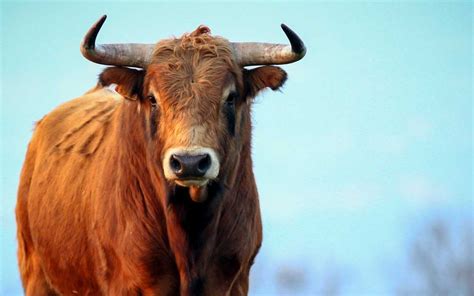 EL MUNDO NATURAL DEL TORO APRENDE DE TOROS
