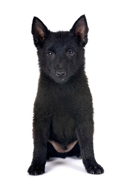 100 Schipperke Pictures