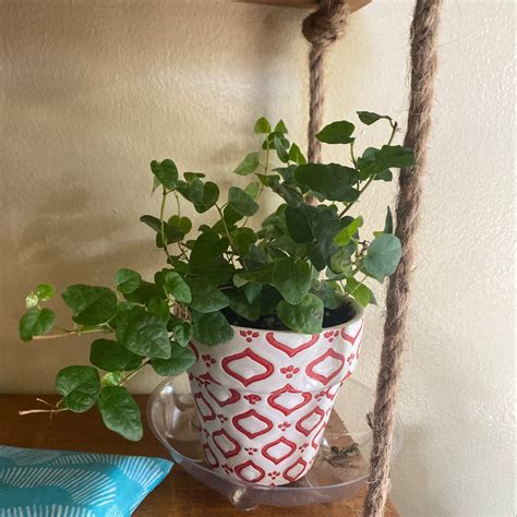 Creeping Fig Is Toxic To Cats 🐈