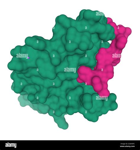 Crystal Structure Of The Human Calcitonin Receptor Ectodomain Green In Complex With A