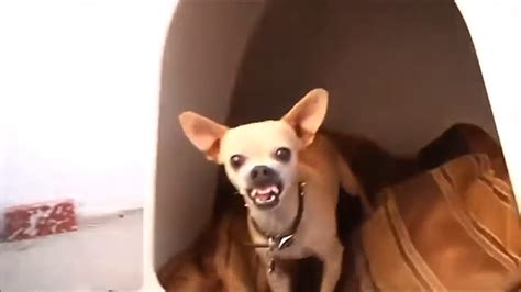 10 Pets Who Saved Their Owners Lives Youtube