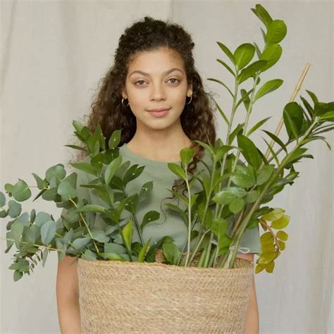 10 Best Bonsai Plants For Your Home According To Bonsai Specialists