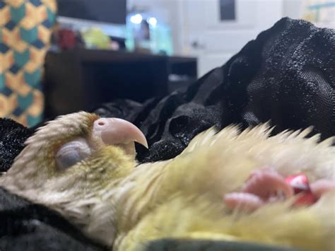 She Fell Asleep On Her Back Omg Rparrots