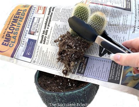 Planting Cactus Plants So Theyll Thrive The Succulent Eclectic