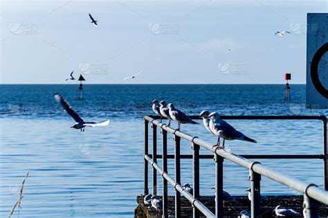 都排成一行。